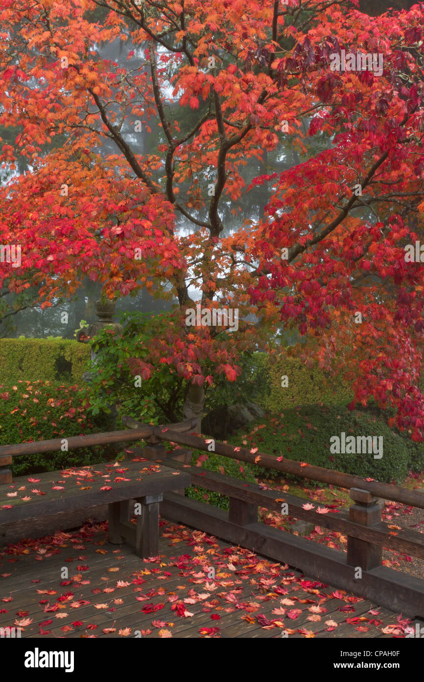Maple in fall color at the Portland Japanese Garden, Oregon Stock Photo ...