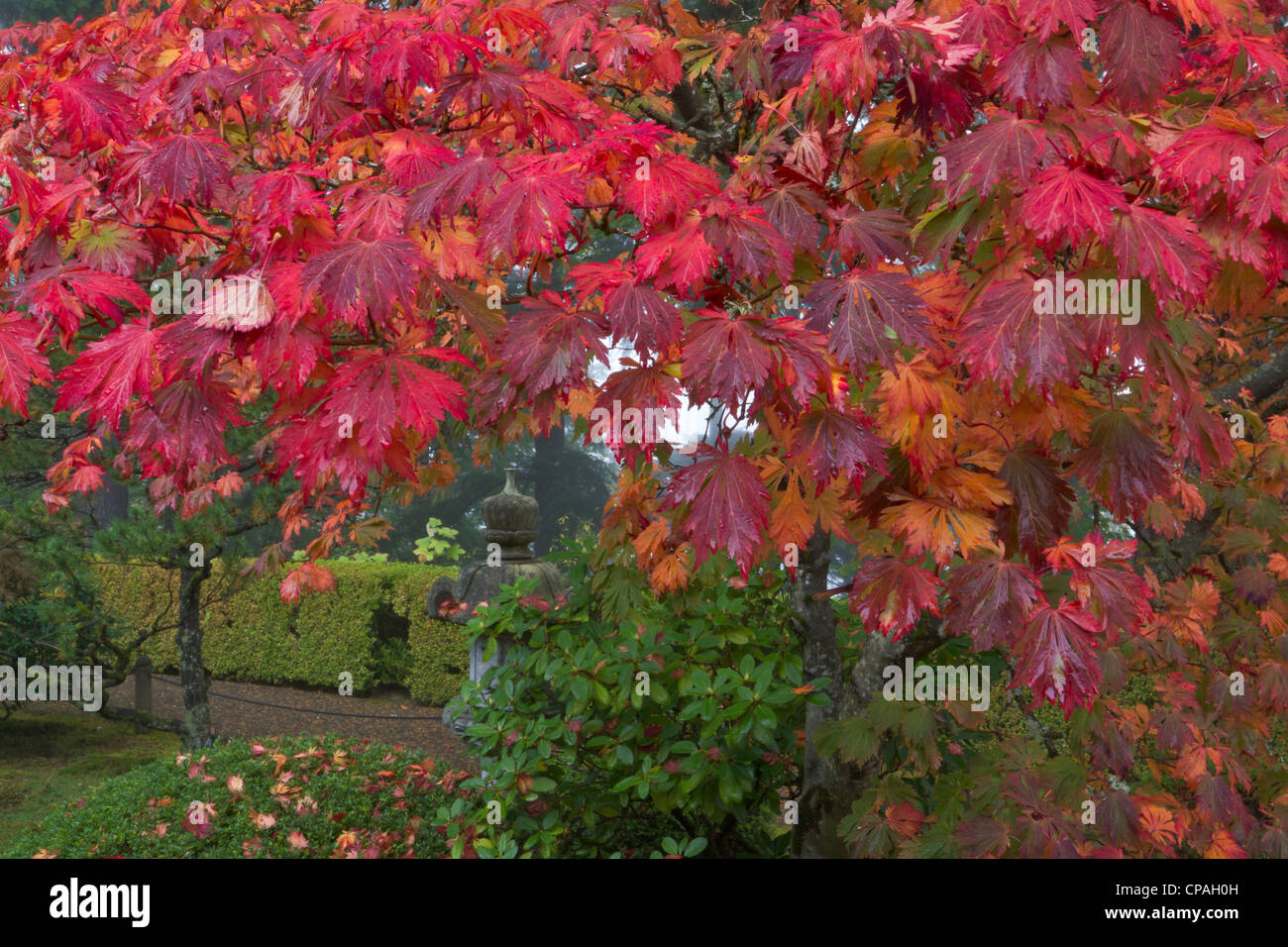 Portland oregon autumn red maple hi-res stock photography and images ...