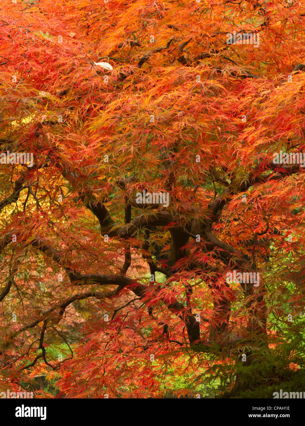 Japanese maple in fall color, Portland Japanese Garden, Oregon Stock ...