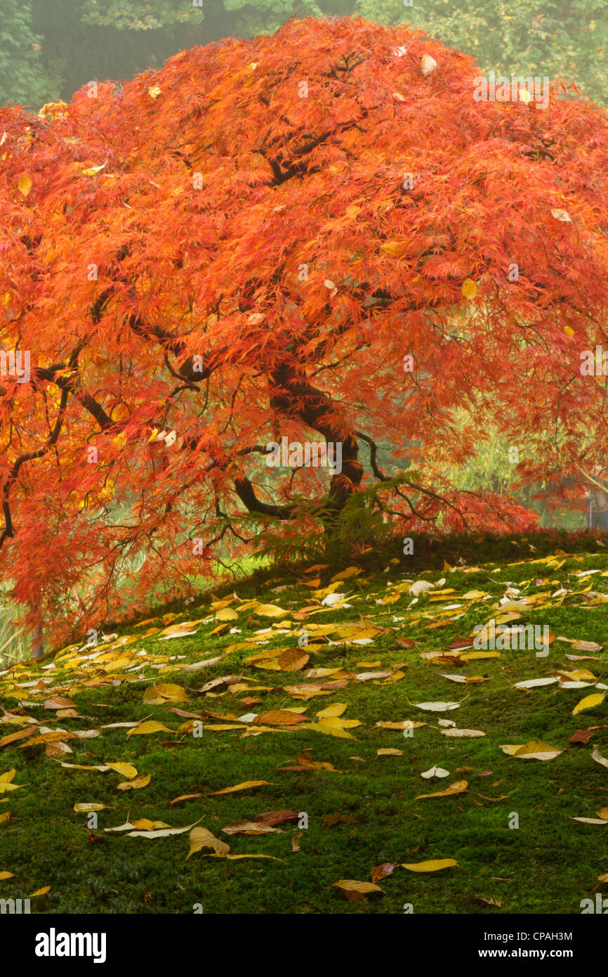 Japanese maple in fall color at the Portland Japanese Garden, Oregon ...