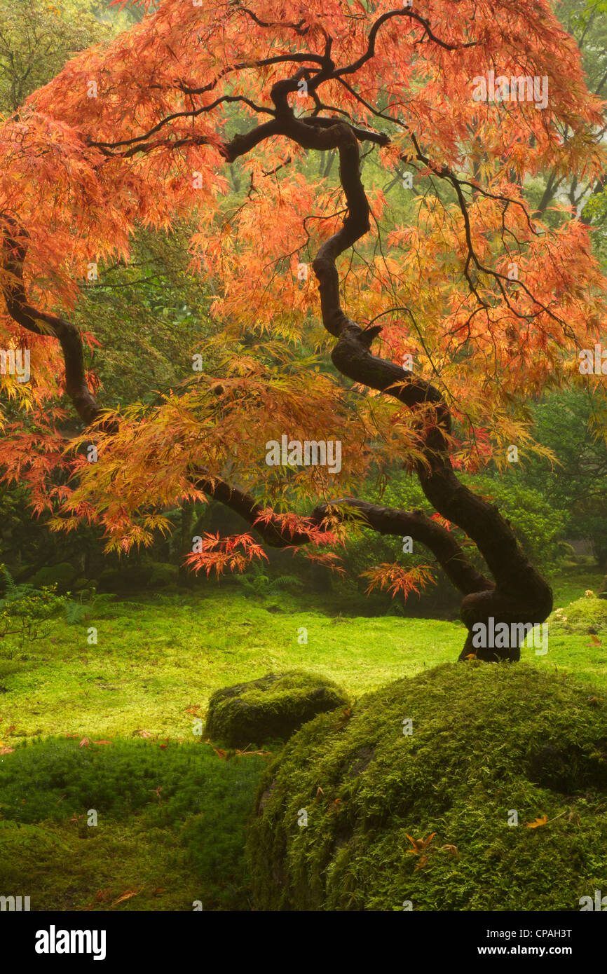 Japanese maple in fall color at the Portland Japanese Garden, Oregon ...