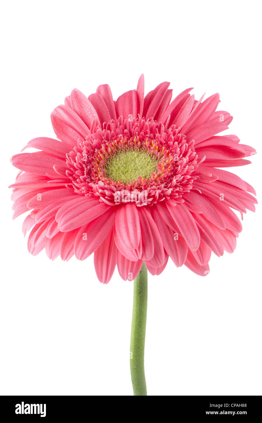 Pink gerbera daisy flower isolated on white background Stock Photo - Alamy