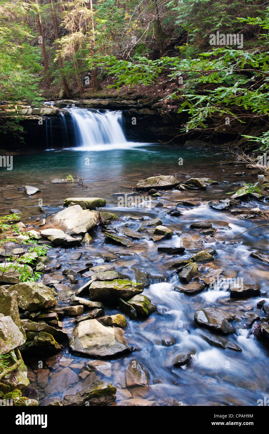 Little gizzard hi-res stock photography and images - Alamy