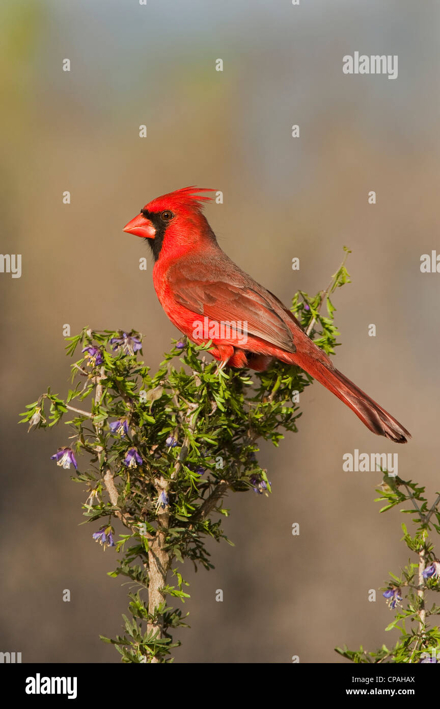 USA, Texas, Santa Clara Ranch. Male northern cardinal atop tree limb ...