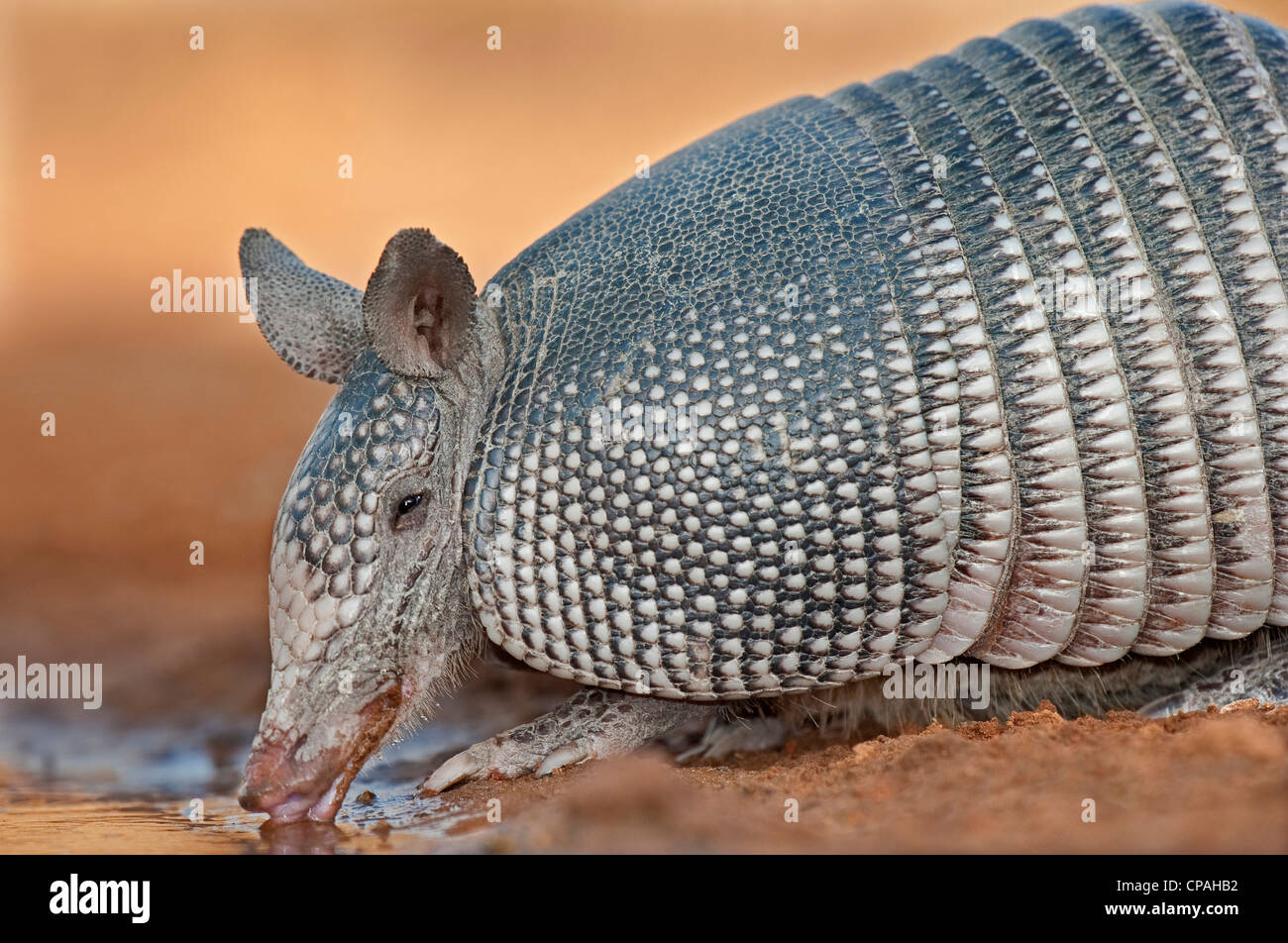 Nine banded armadillo drinking hi-res stock photography and images - Alamy