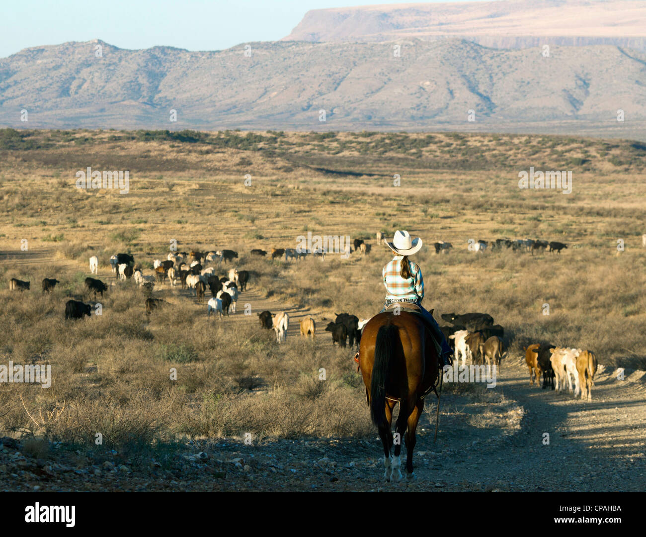 USA, West Texas. Young cowgirl driving some cattle towards shipping ...
