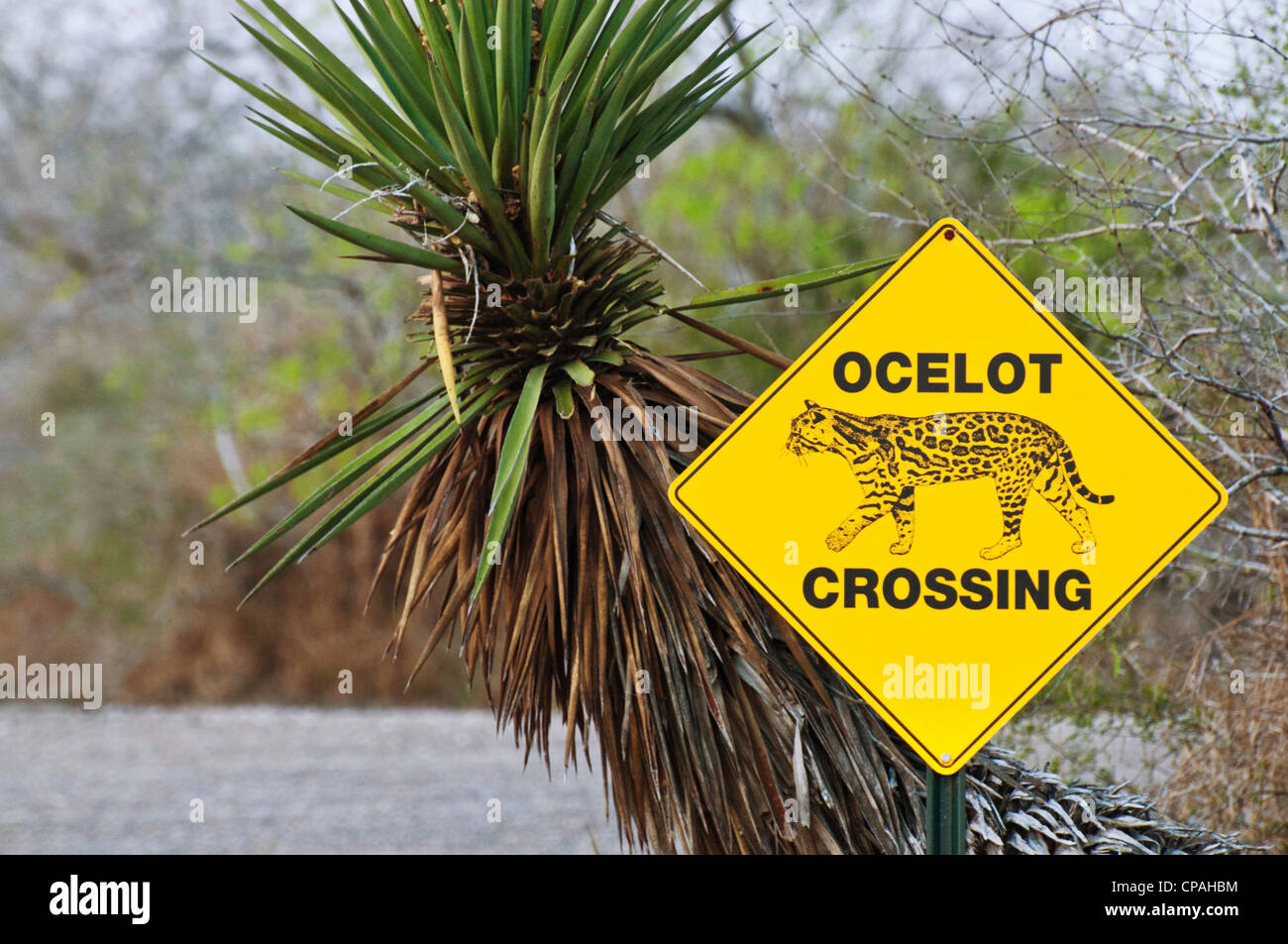 Ocelot leopardus pardalis central south hi-res stock photography and ...