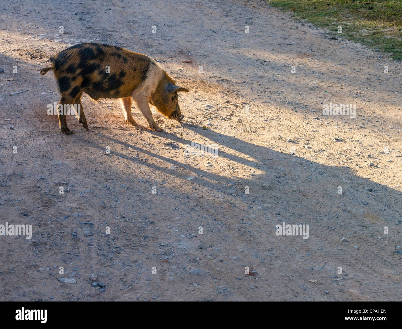 Multi Colored Pig High Resolution Stock Photography and Images - Alamy