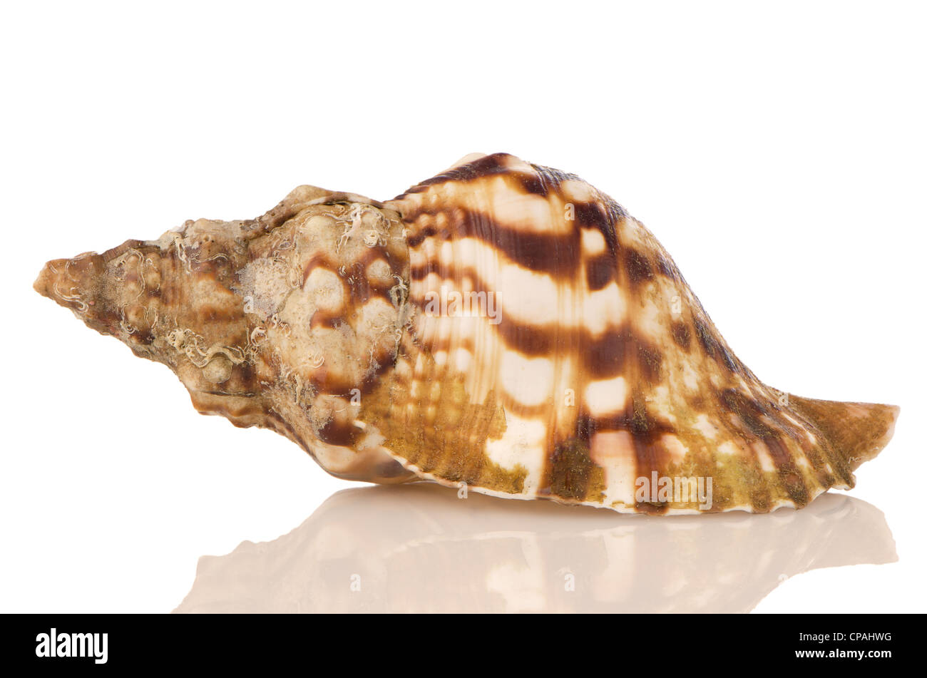 Sea shell on white reflective background Stock Photo - Alamy