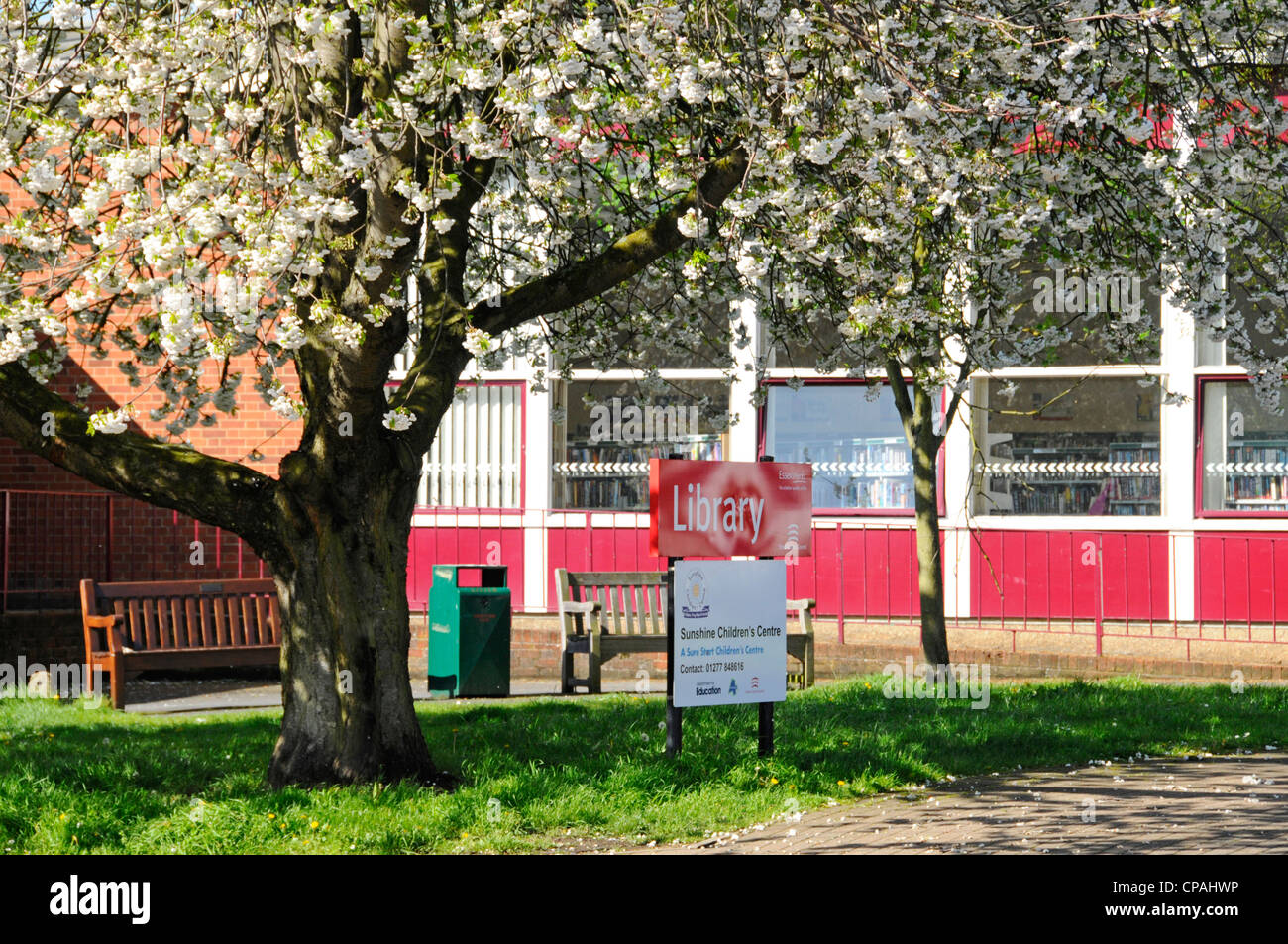Spring tree blossom and sign for Shenfield public library building run ...