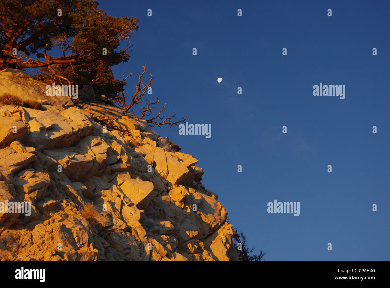 Moon tree hi-res stock photography and images - Alamy