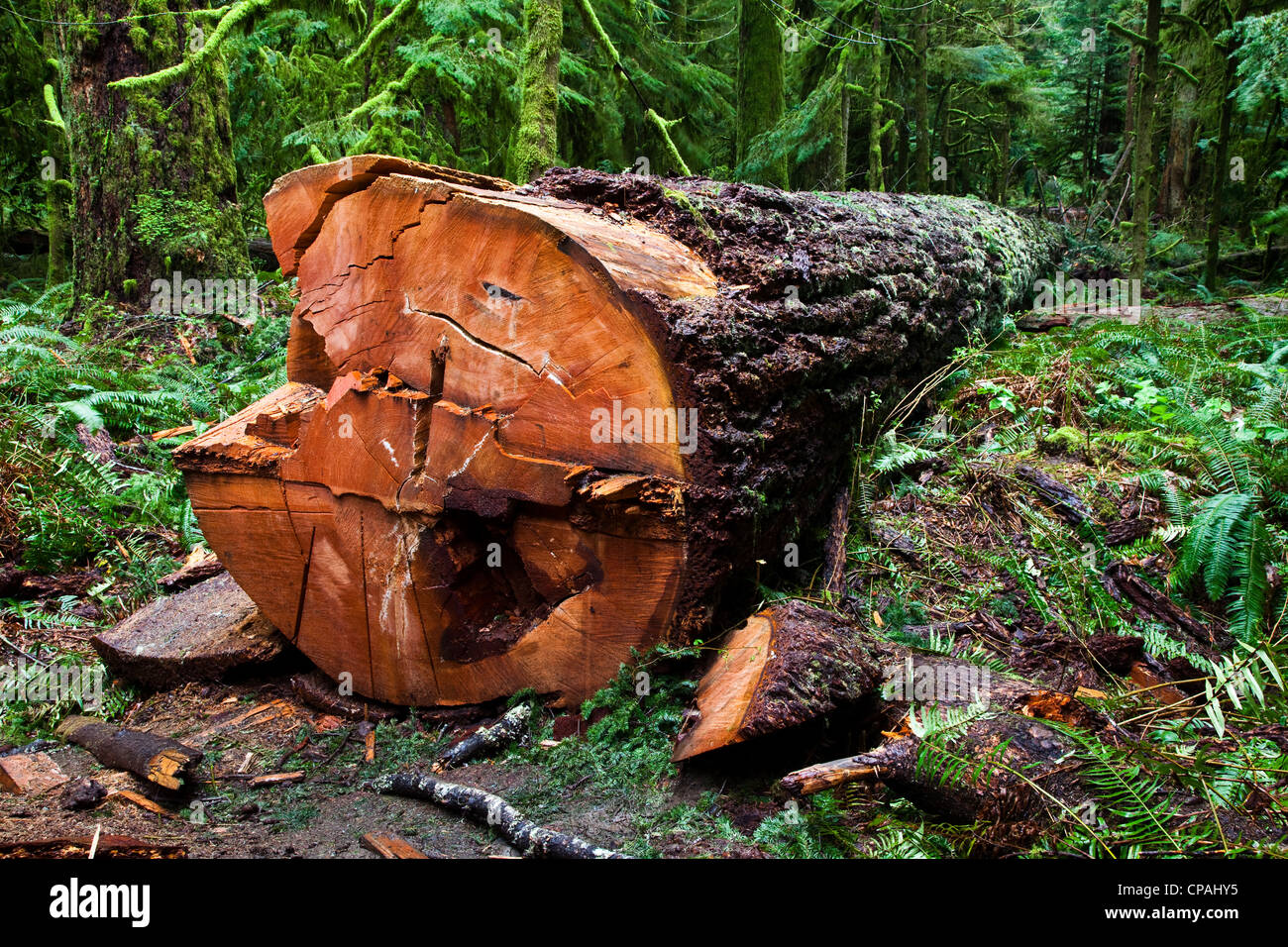 Douglas Fir Log High Resolution Stock Photography and Images - Alamy