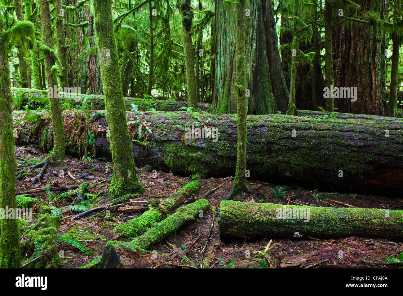 Decaying logs on the forest floor giving nourishment to new growth ...