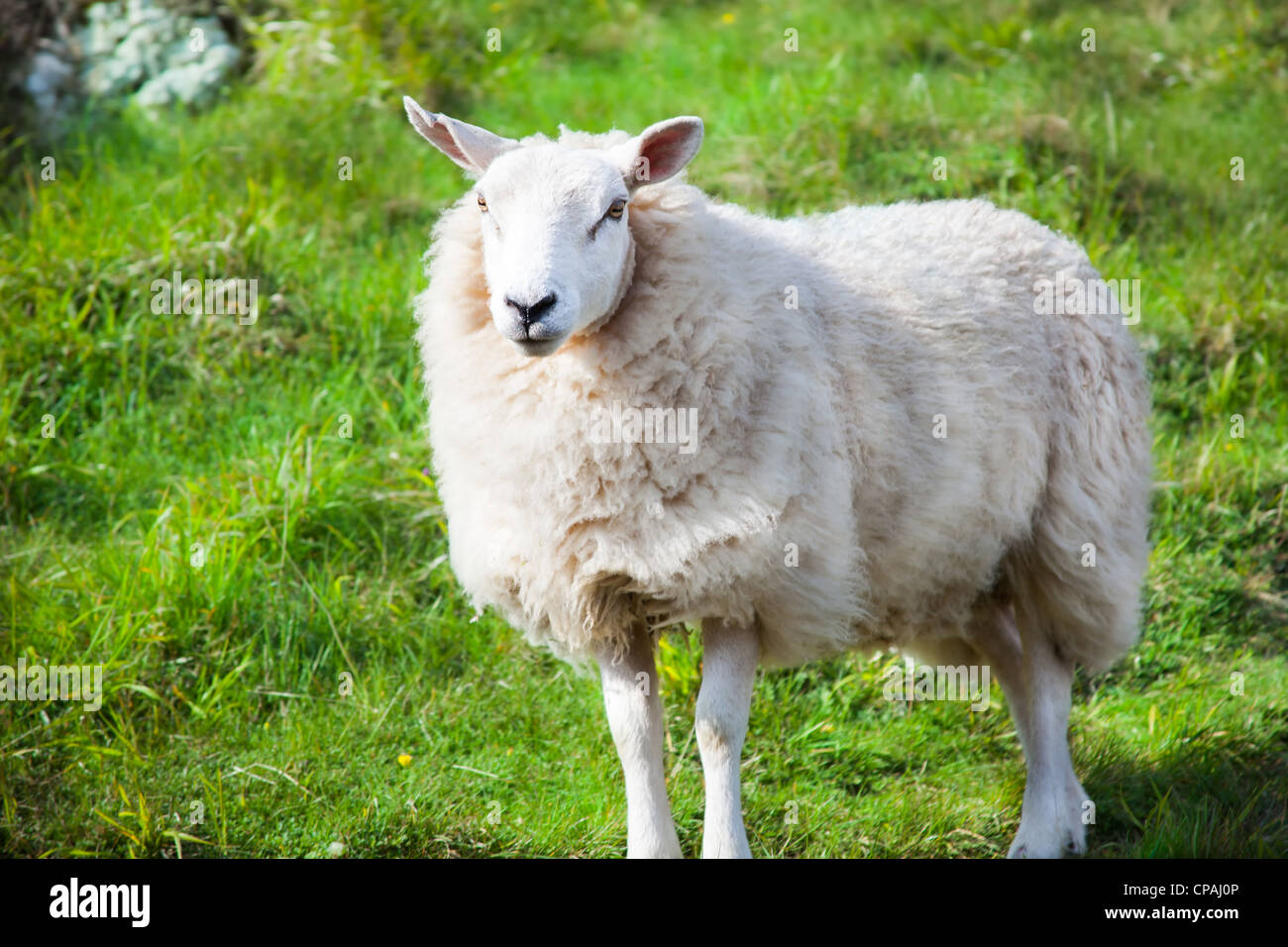 Sheep Dog Stare Sheep High Resolution Stock Photography and Images - Alamy