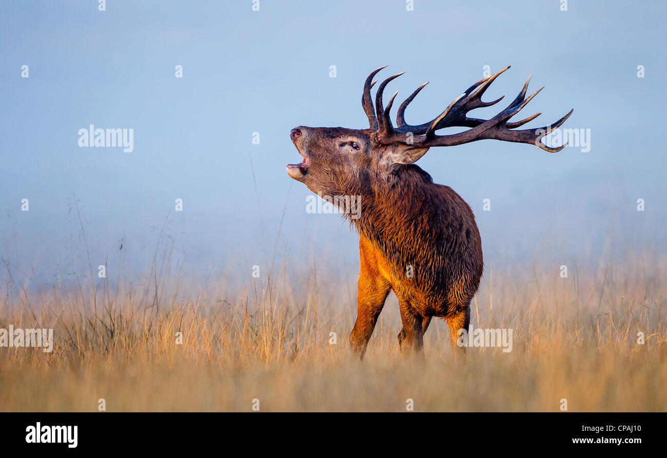 Largest native deer species hi-res stock photography and images - Alamy Largest native deer species hi-res stock photography and images - Alamy