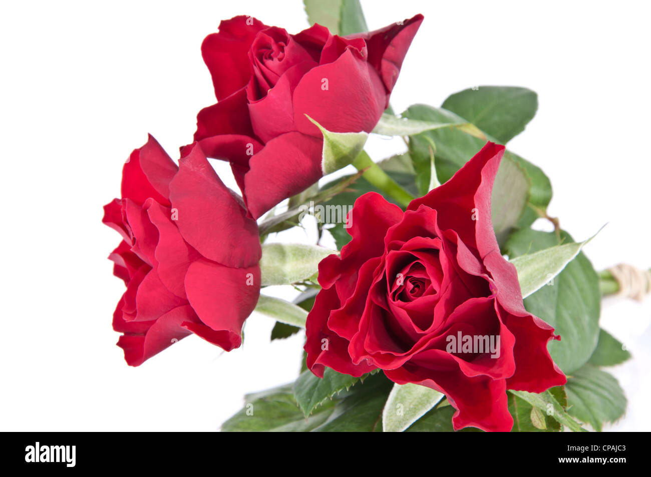 Three roses isolated on white background Stock Photo - Alamy