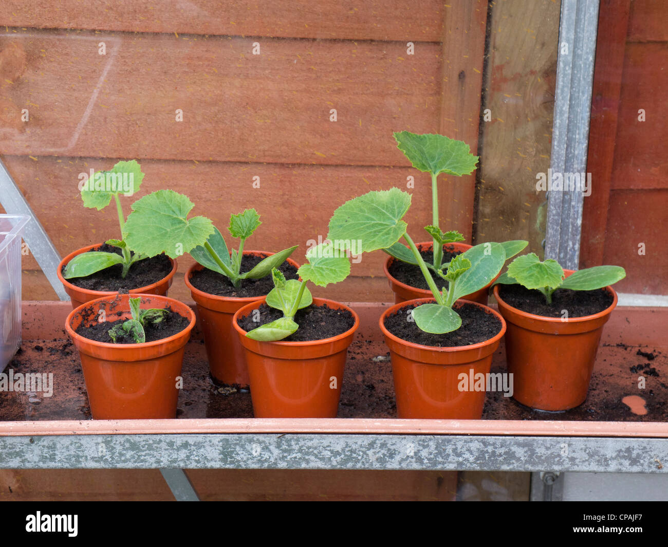 Courgette seedlings hi-res stock photography and images - Alamy