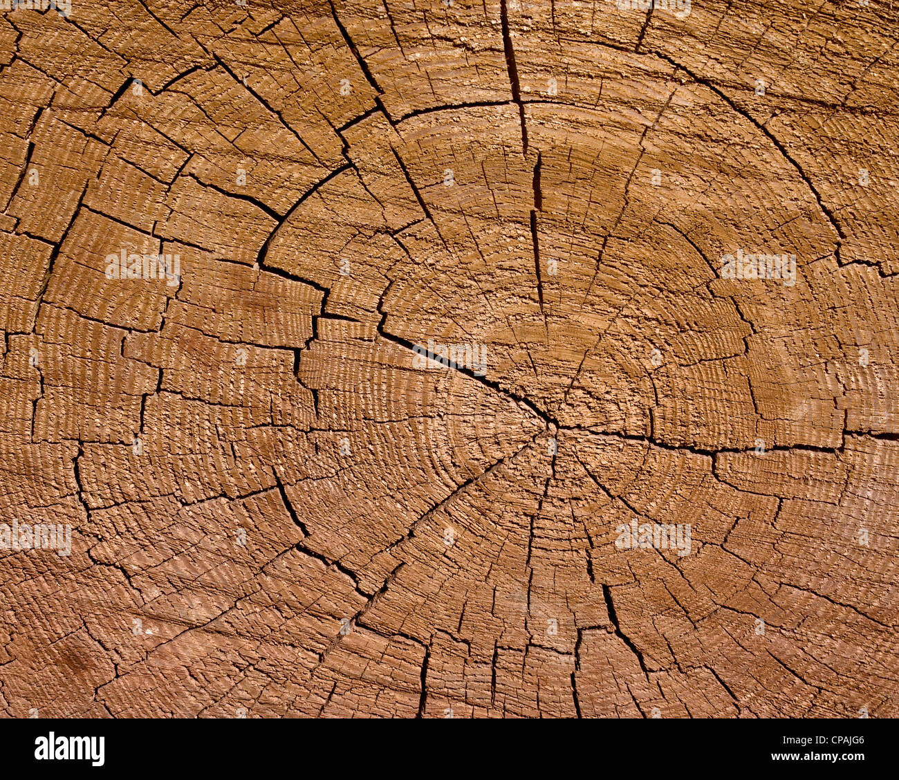 rings of a tree, wood texture or background Stock Photo - Alamy