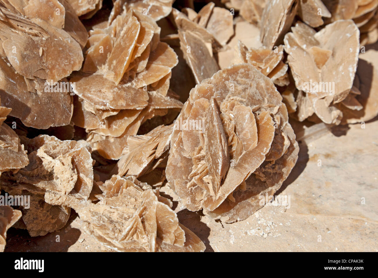 Sahara rose hi-res stock photography and images - Alamy