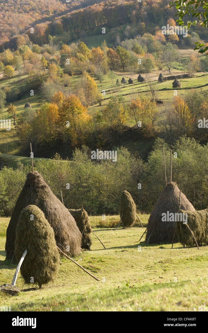 Traditional haystacks, Romania Stock Photo - Alamy