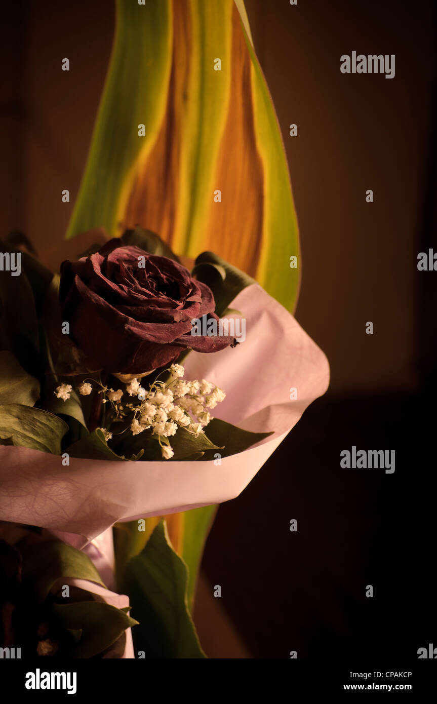 Rose tones hi-res stock photography and images - Alamy