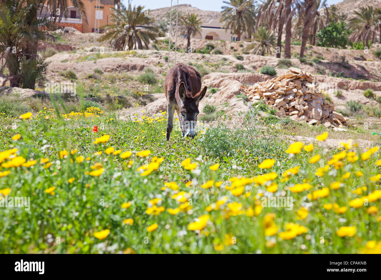 Donkey Feeding High Resolution Stock Photography and Images - Alamy