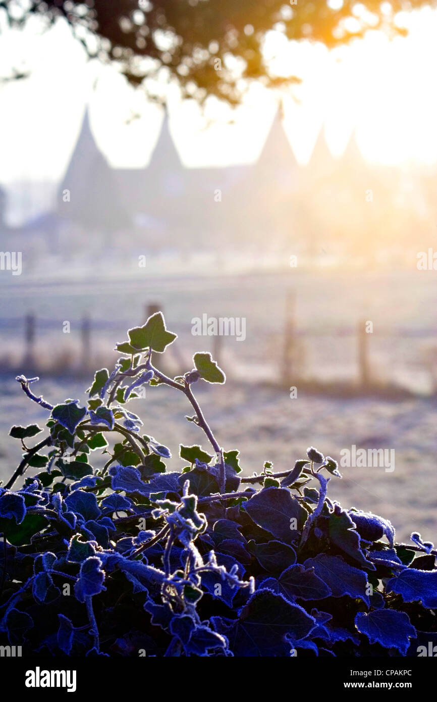frosty winter oast houses in early morning sunshine at Graveney Kent ...