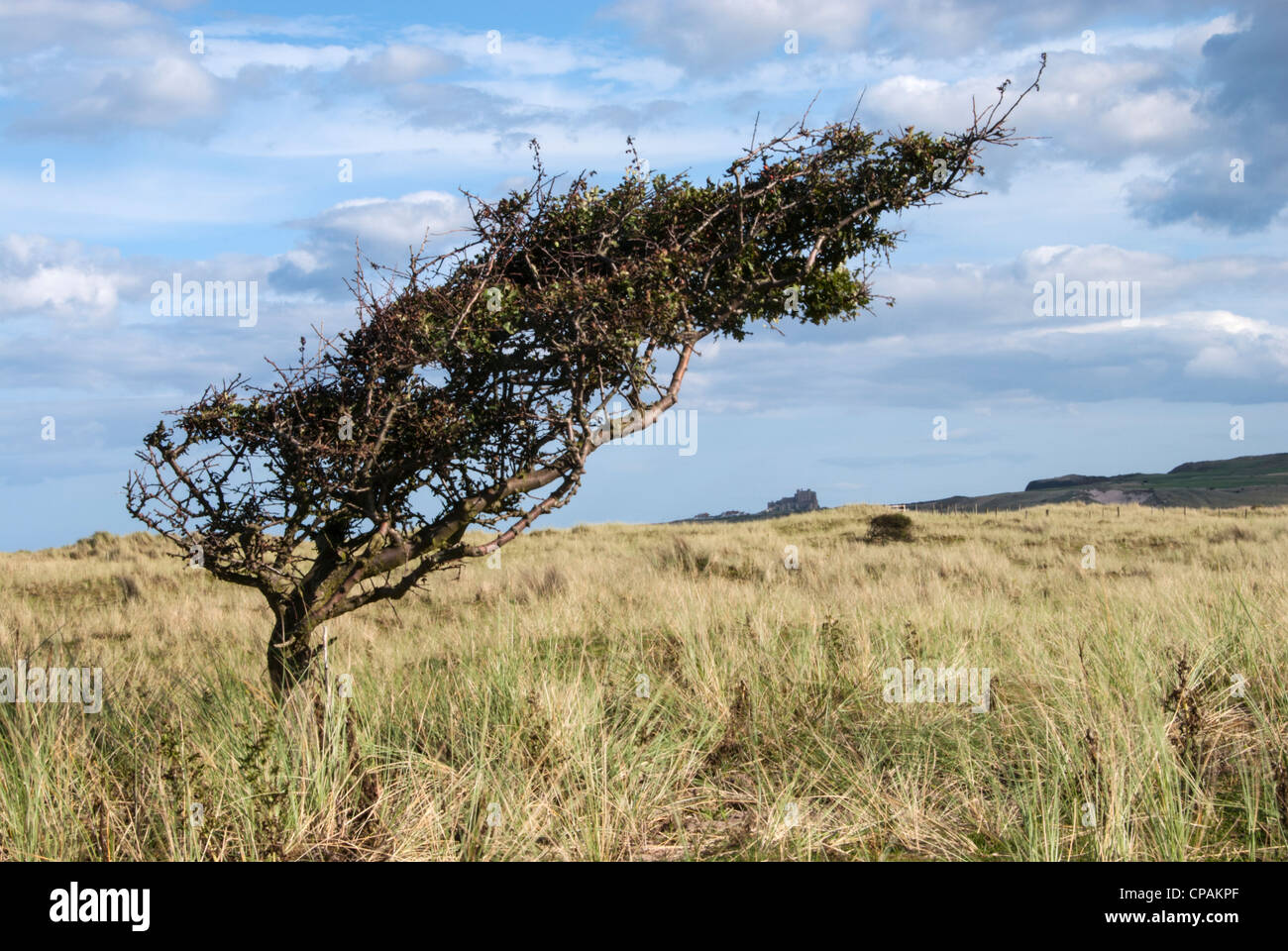 Windswept Tree Near Bamburgh Castle Stock Photo - Alamy