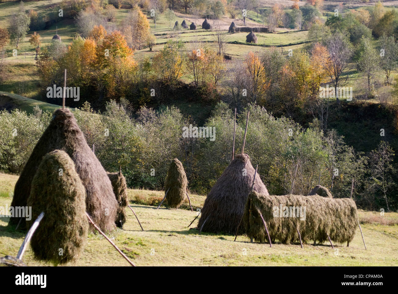 Traditional haystacks, Romania Stock Photo - Alamy