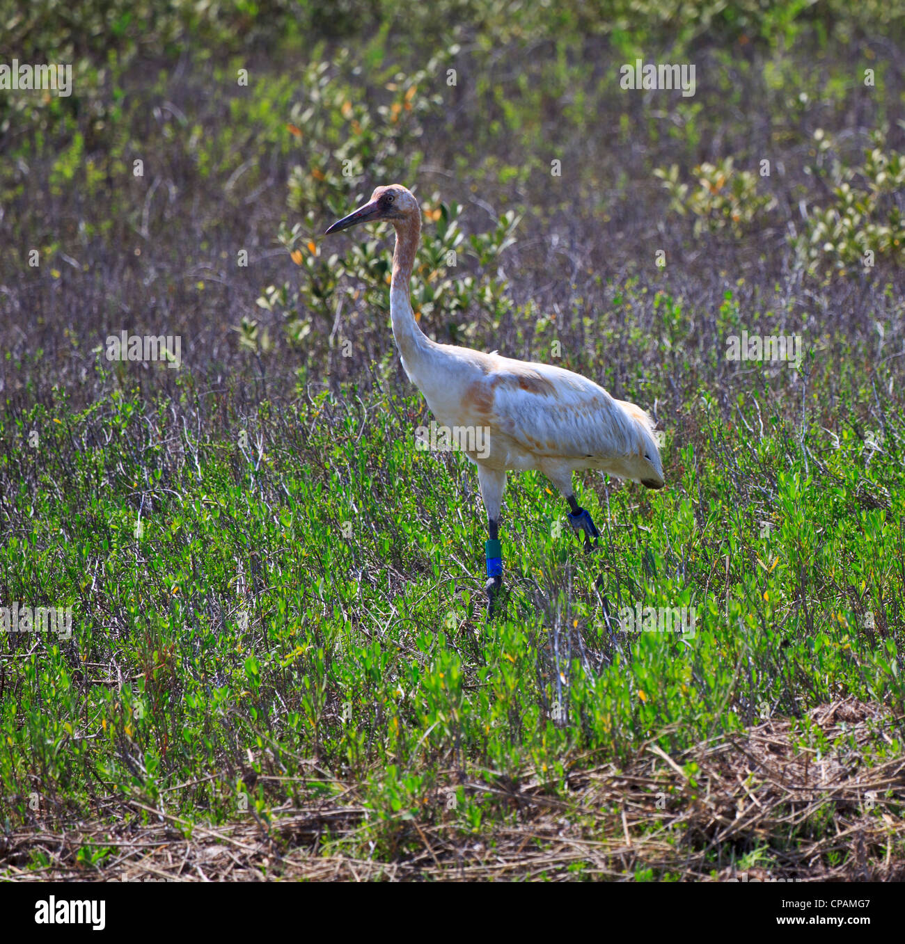 Baby whooping crane hi-res stock photography and images - Alamy