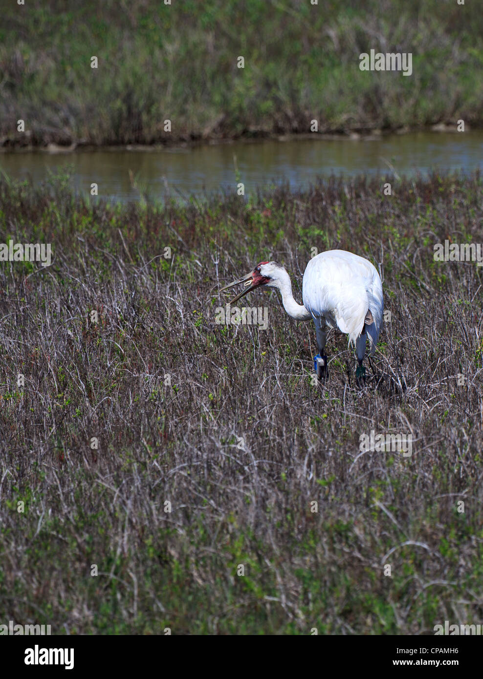 Whooping Crane, Grus americana, adult eating crab at Aransas N.W.R ...