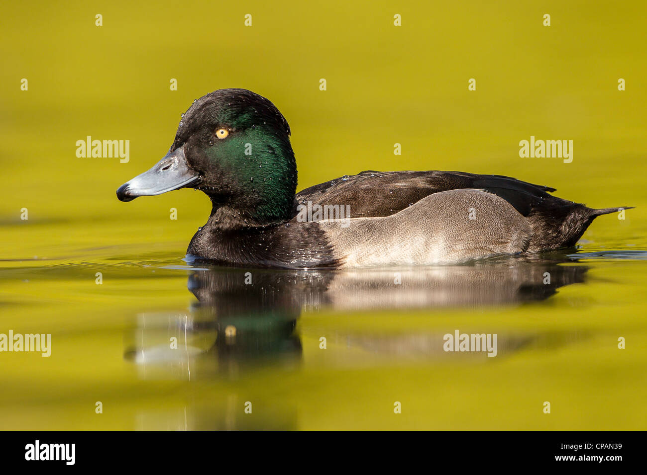 Bluebill duck hi-res stock photography and images - Alamy
