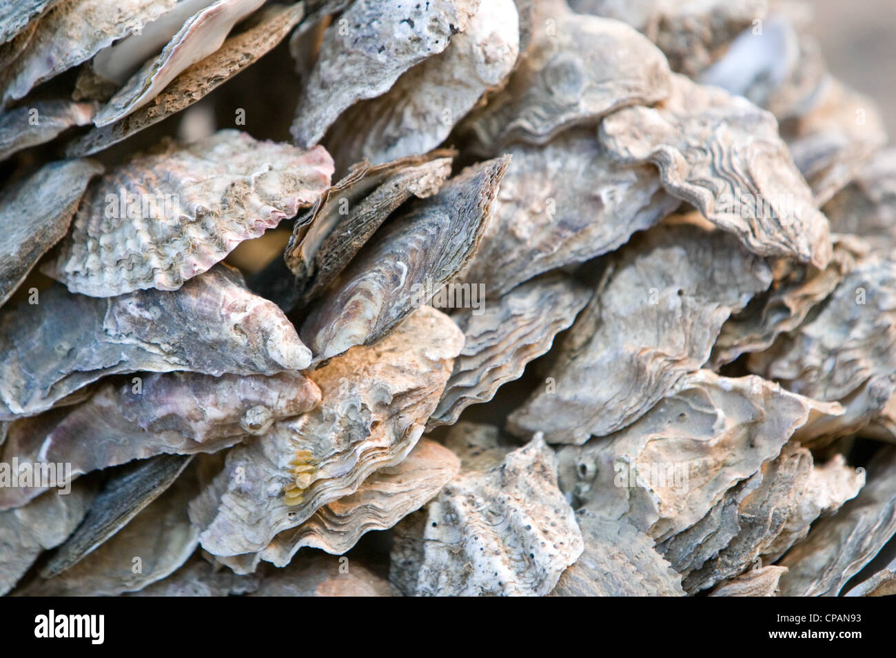 Grotta made from Oyster Shells, Whitstable Beach, Kent, UK, Oyster ...