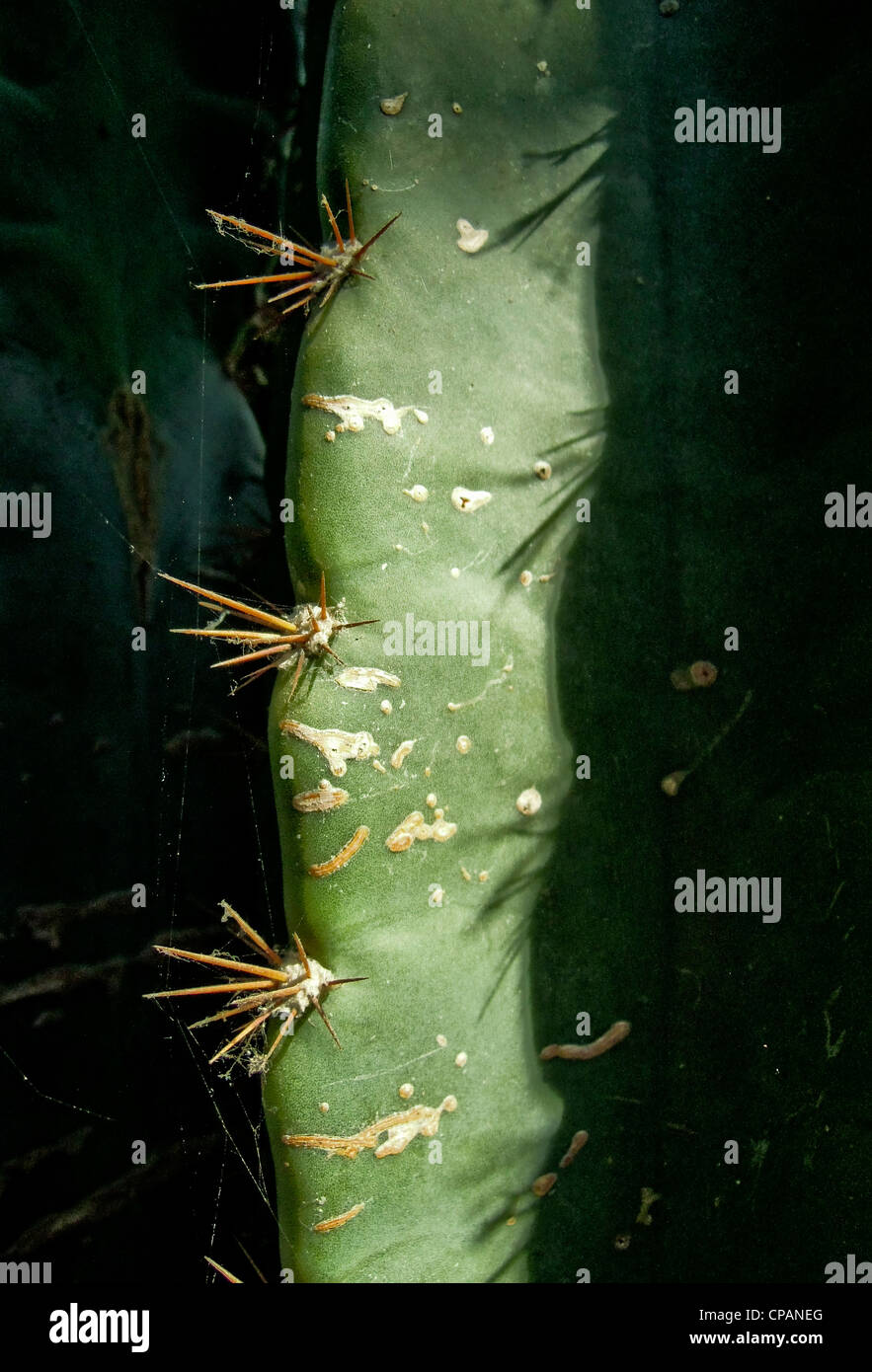 The spines of a cactus in the local botanical garden standout in ...