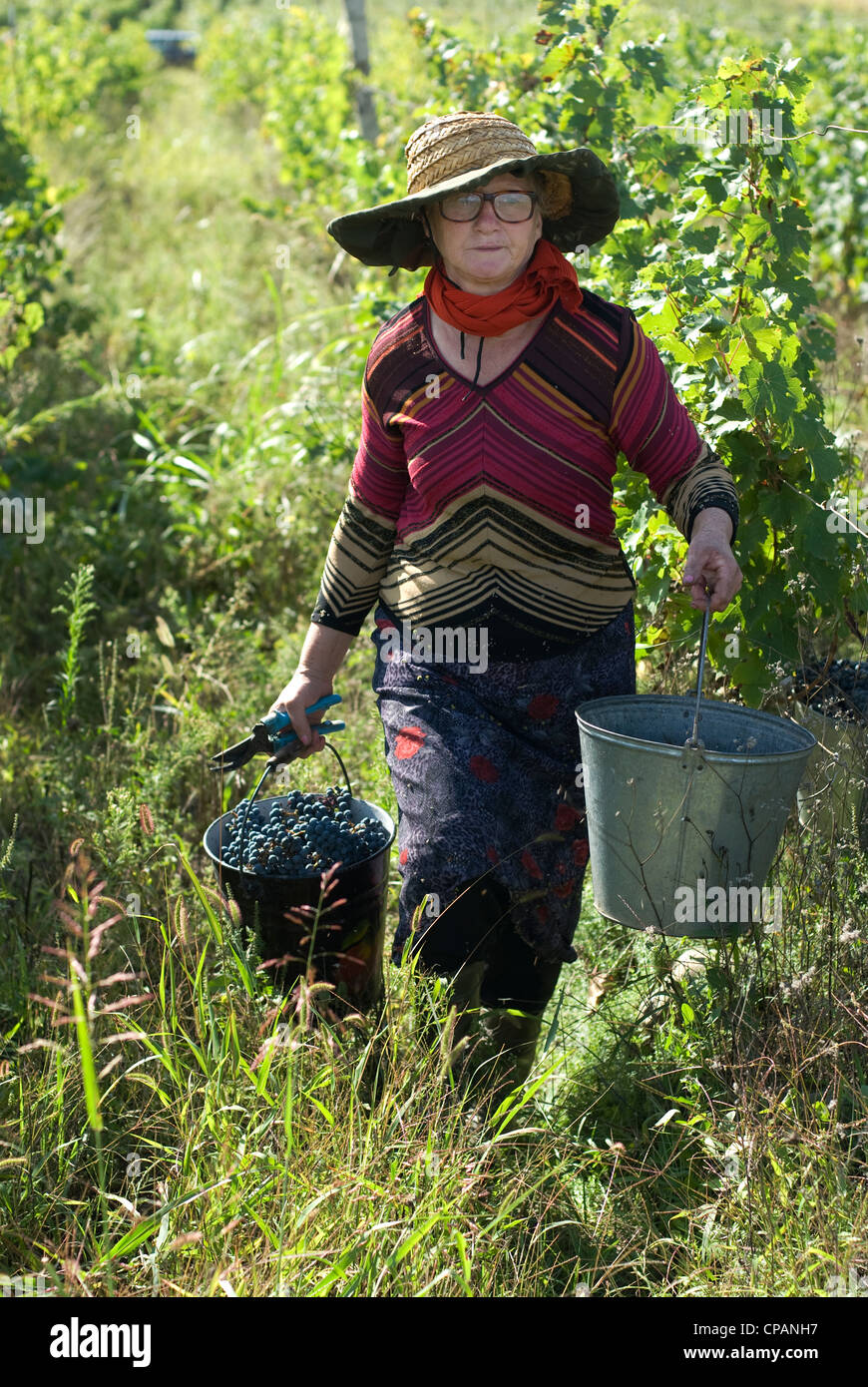 Grape picking hi-res stock photography and images - Alamy