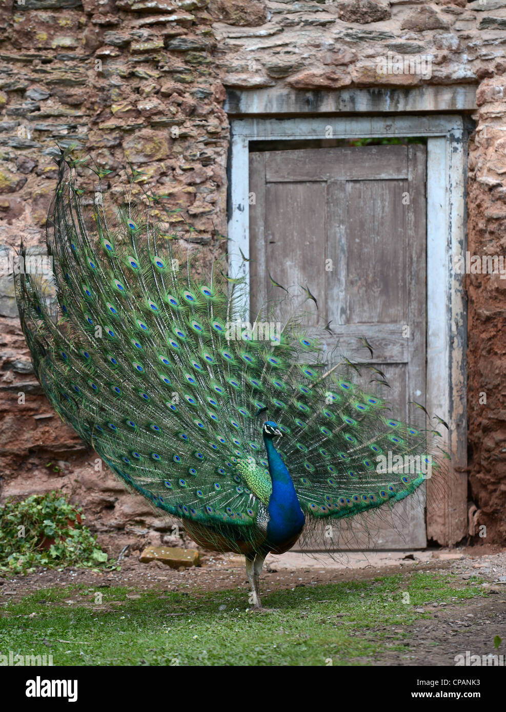 Peacock Tail Fanning Stock Photos & Peacock Tail Fanning Stock Images ...