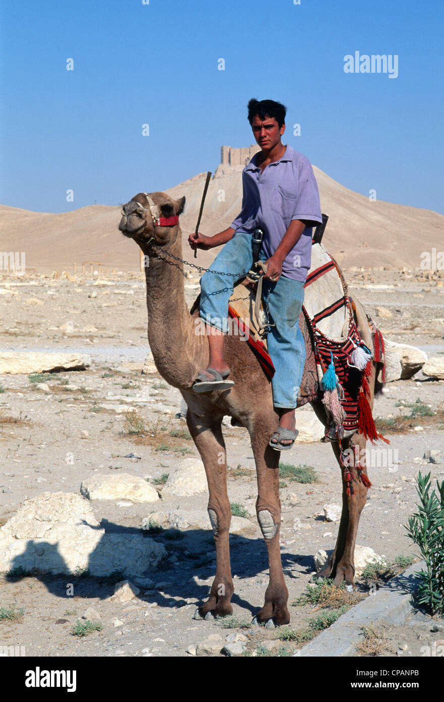 Syria, Palmyra, young man on camelback Stock Photo - Alamy