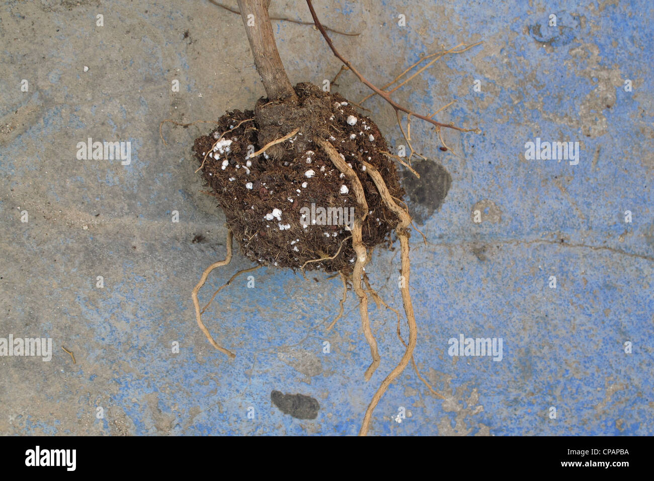 Uprooted plant hi-res stock photography and images - Alamy