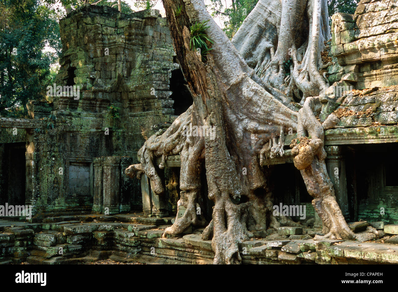 Cambodia, Angkor, Preah Khan, tree growing on ruins Stock Photo - Alamy