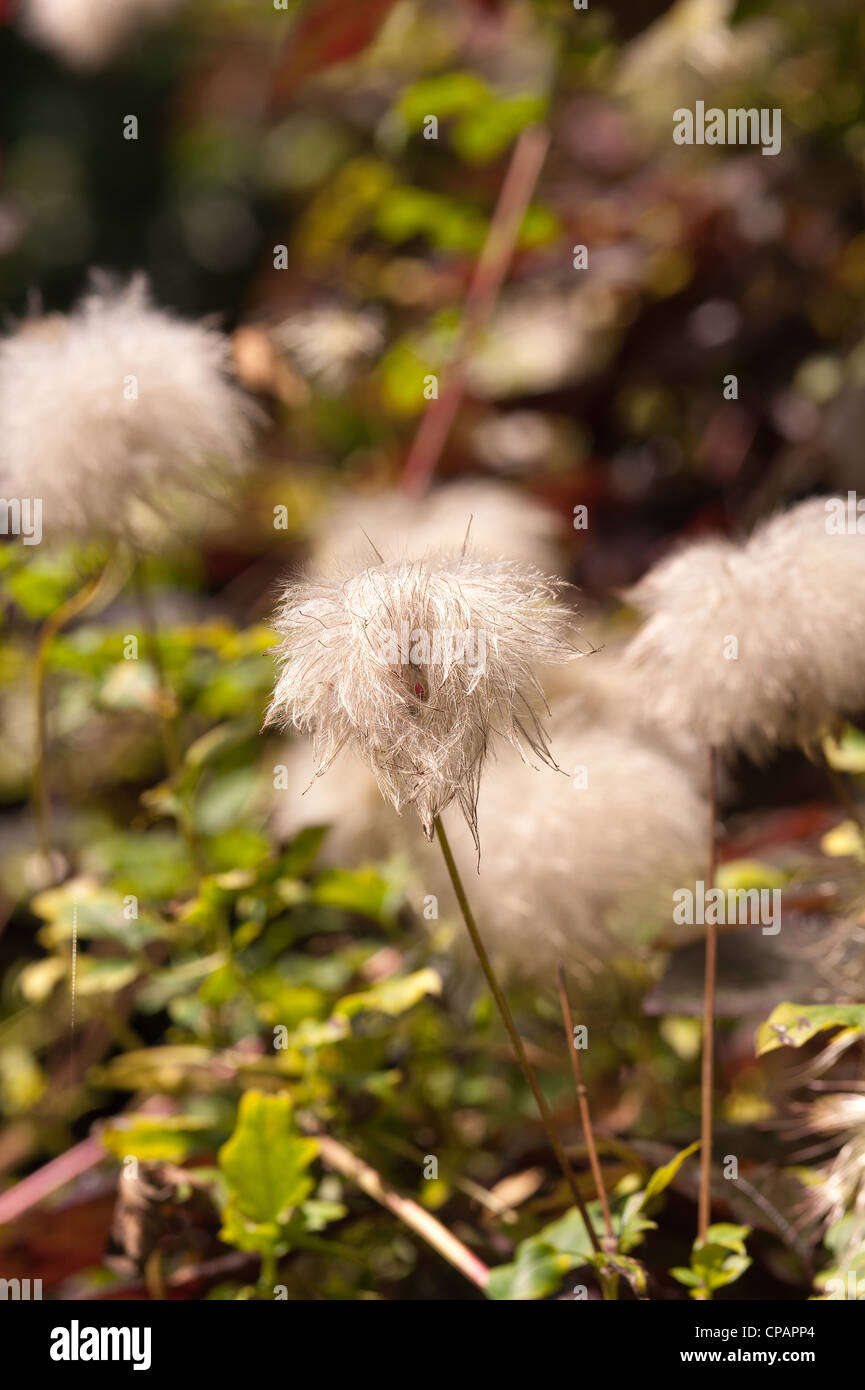 Attractive clematis climber wispy fluffy soft seed heads slender thread ...