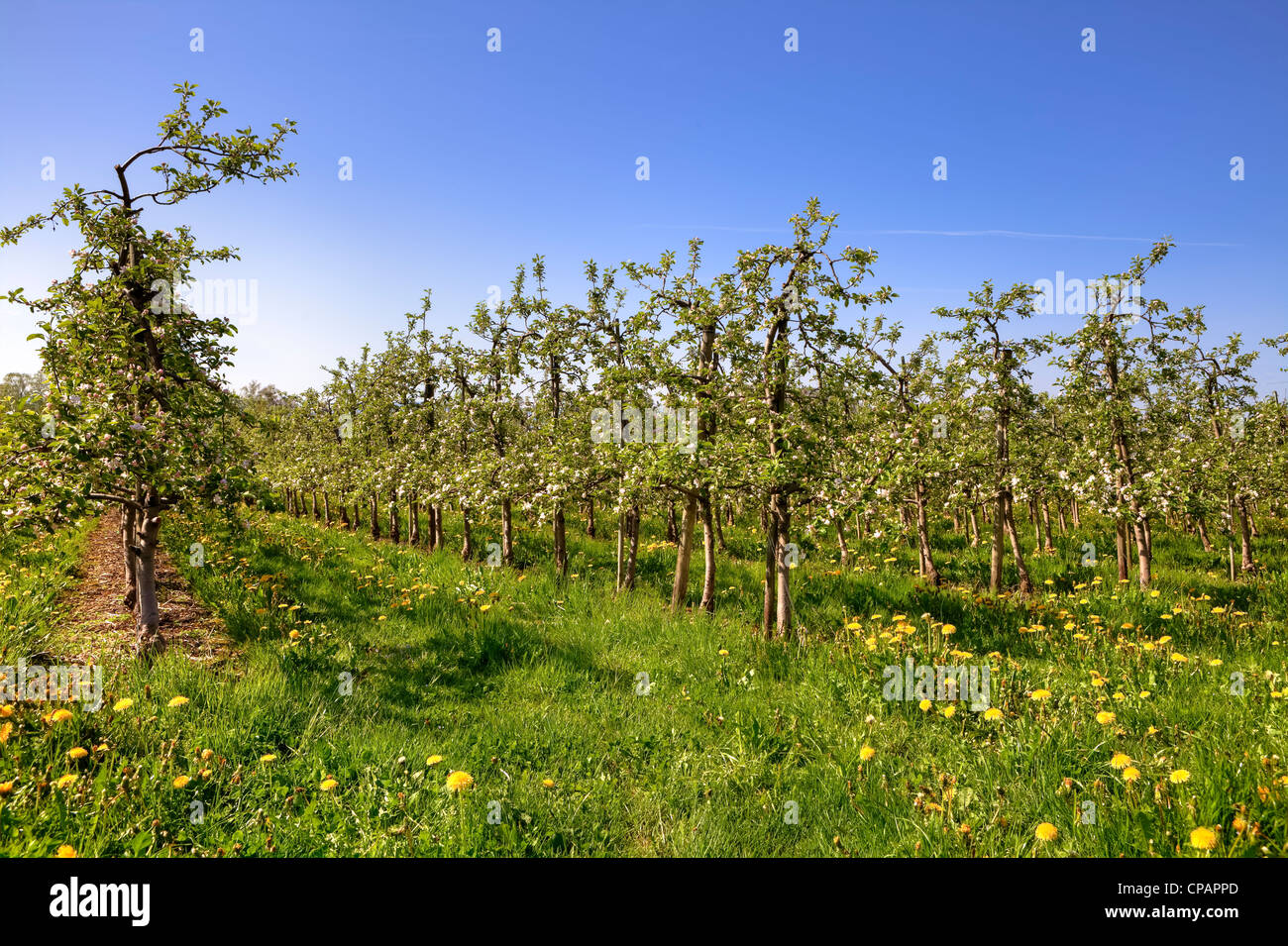 Apple tree plantation germany hi-res stock photography and images - Alamy