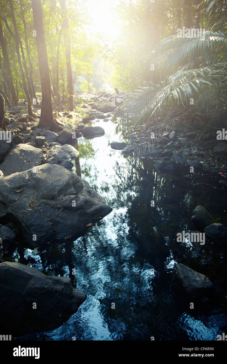 Small river in the rainforest. Vertical photo with natural colors and ...