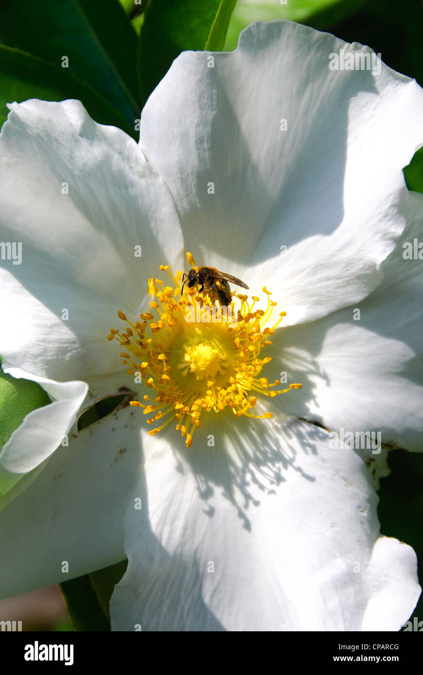 Bee resting on a white flower pistils Stock Photo - Alamy