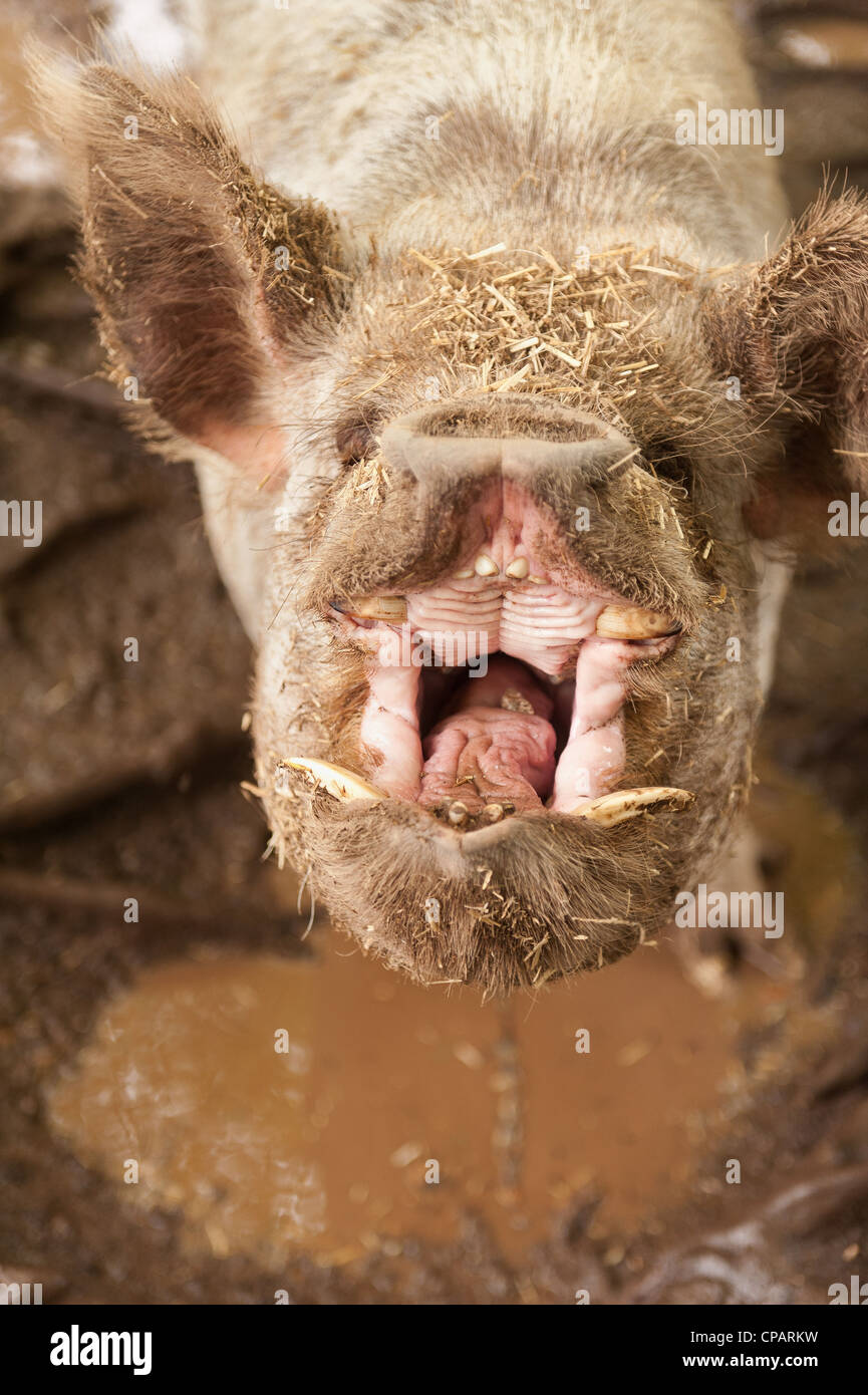 Old English pig boar standing in wet puddle Stock Photo - Alamy
