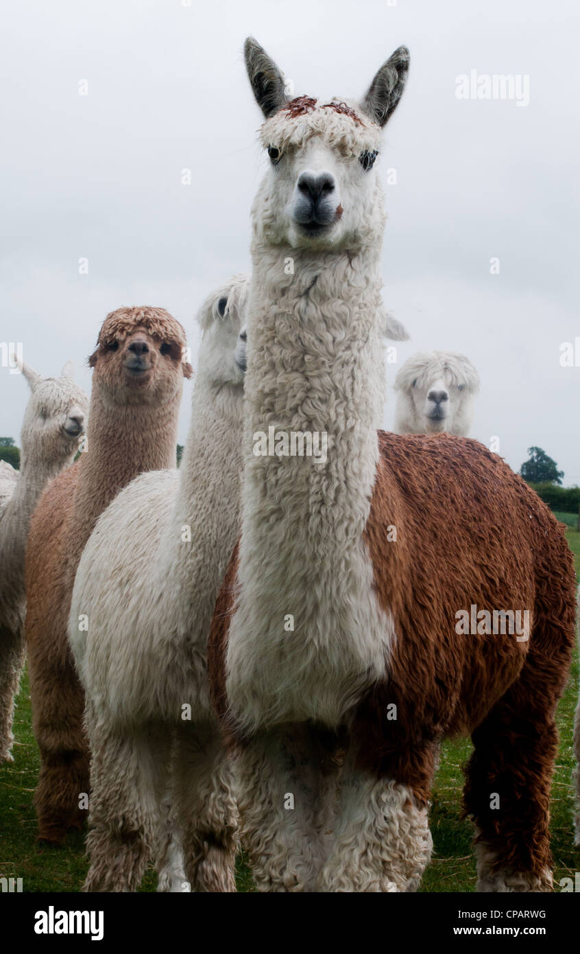 Group of Alpaca Stock Photo - Alamy