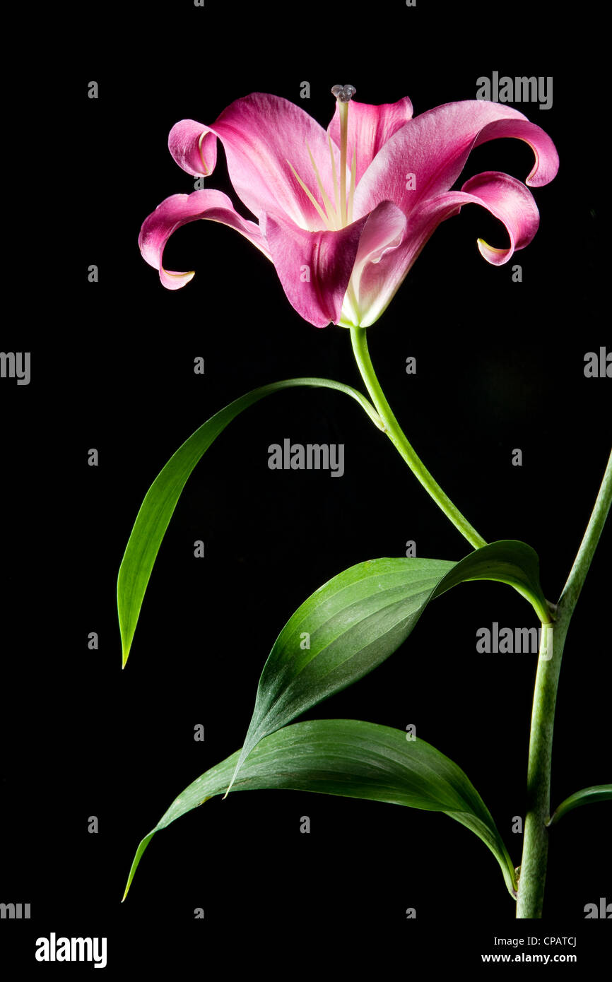 lily pink rose on black background Stock Photo - Alamy
