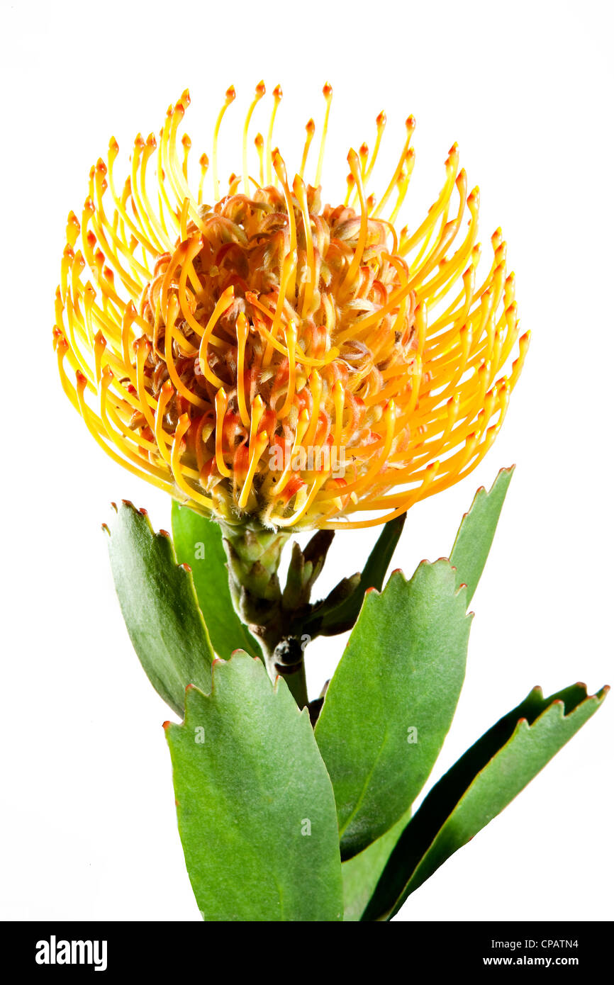 nutan flower on white background Stock Photo - Alamy