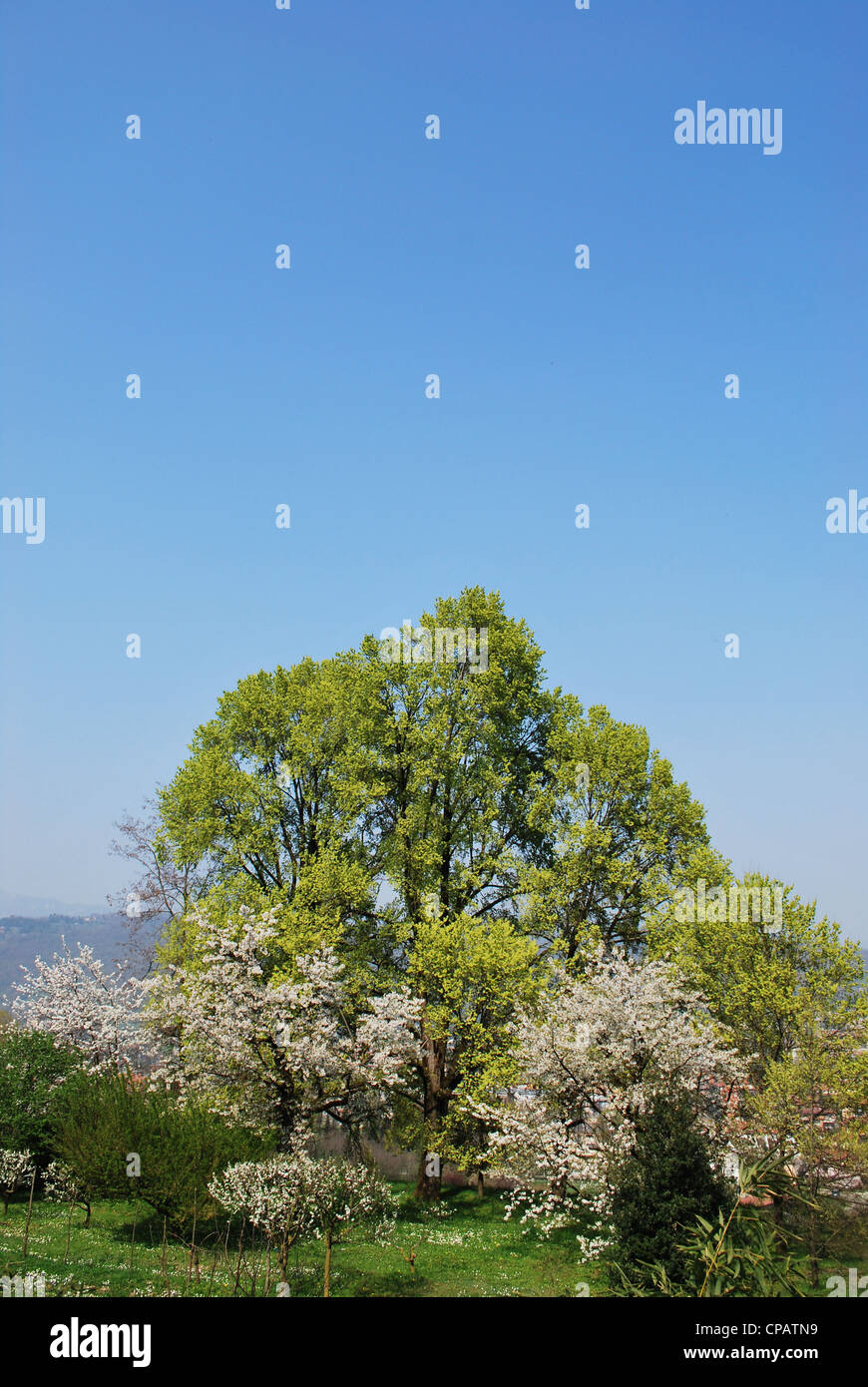 Flowering trees hi-res stock photography and images - Alamy