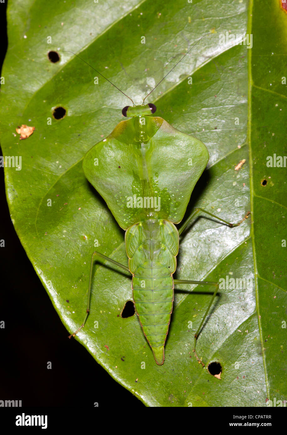 Leaf mimic mantis (Choeradodis rhomboidea) camouflaged on a rainforest ...