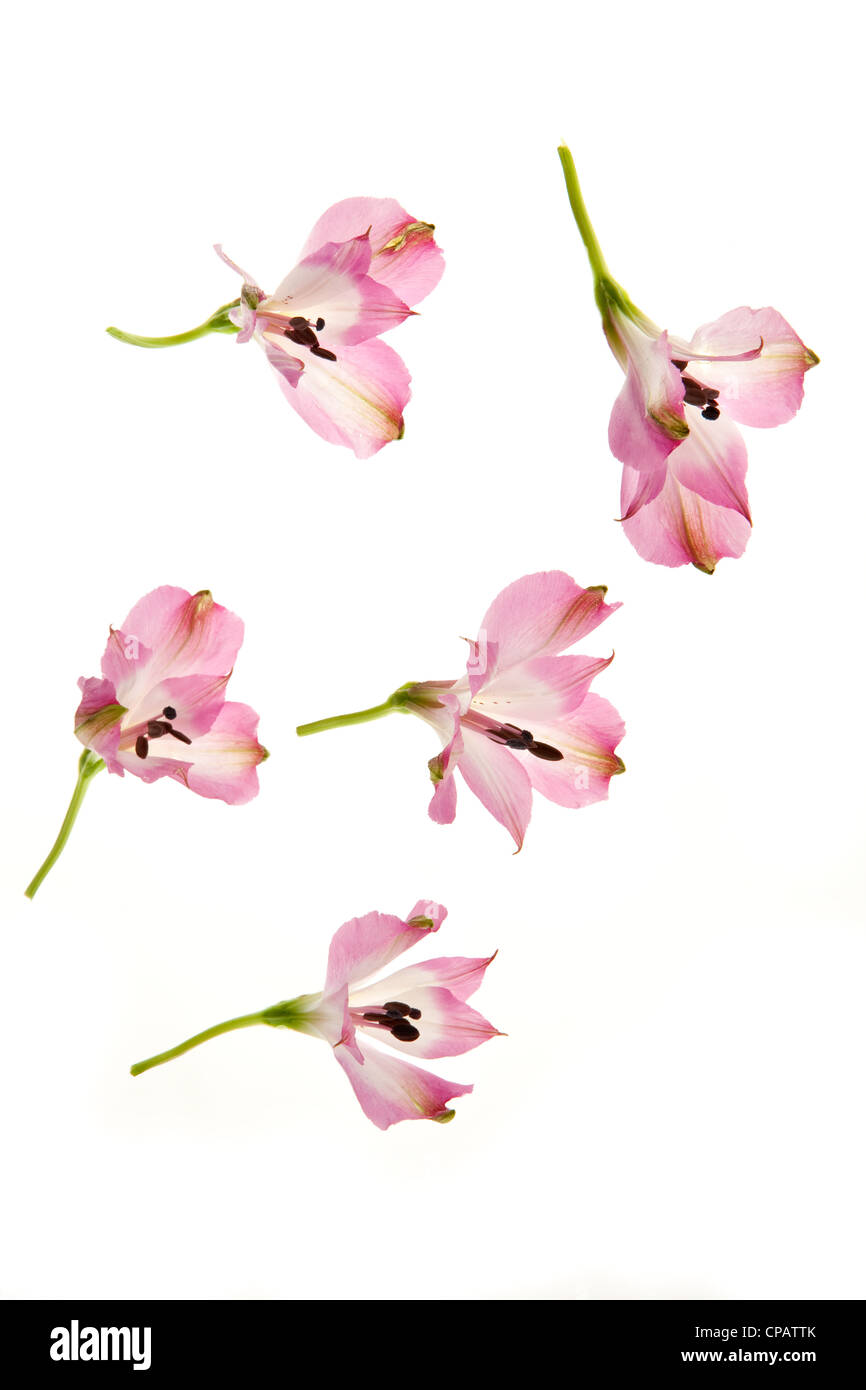 little pink rose flowers in differents position Stock Photo - Alamy